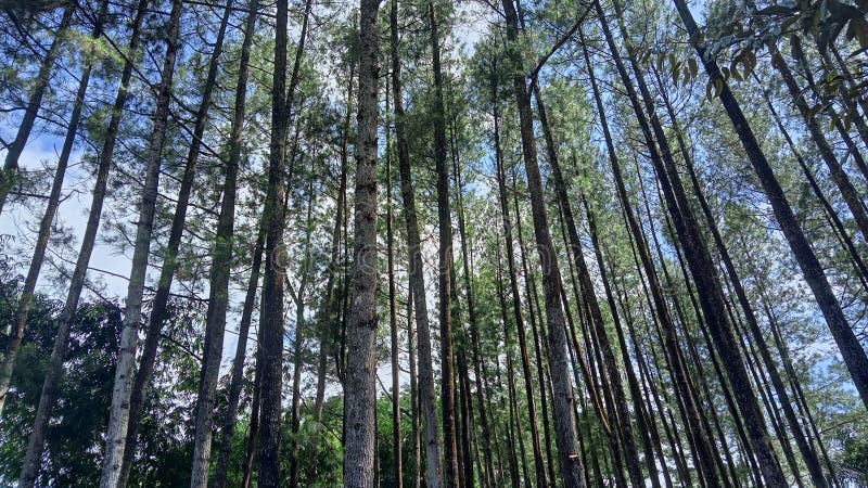 Expanse of pine trees stock image. Image of expanse - 263644443