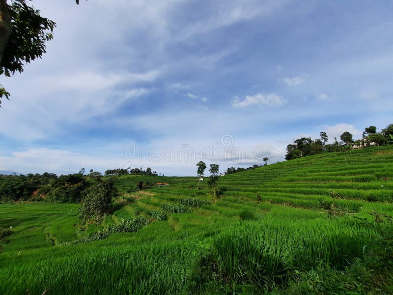 The Expanse of Rice Fields is so Beautiful, the Weather is Sunny Stock ...