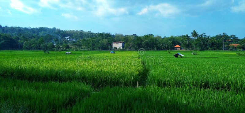 The Expanse of Rice Fields and the End of the Forest View. Stock Photo ...