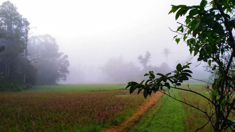 The Expanse of Rice Fields between the Green Forest and the Morning ...