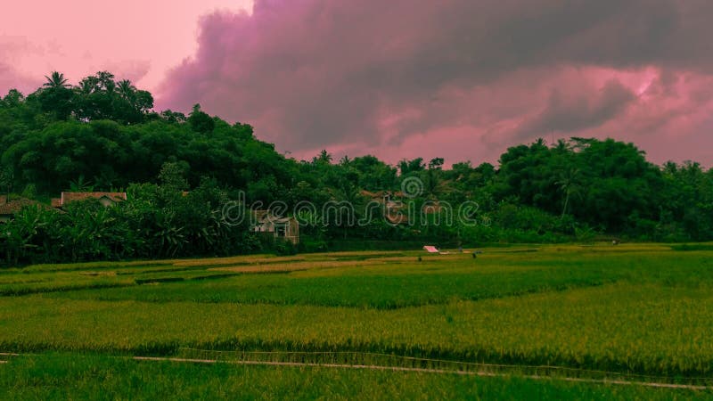 Beautiful of Rice Fields and Greenery Extends on Pastel. Stock Image ...