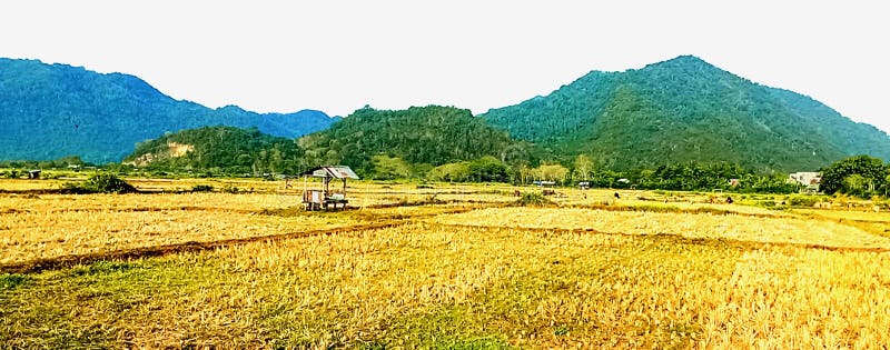 The expanse of rice fields stock photo. Image of deserted - 316415570