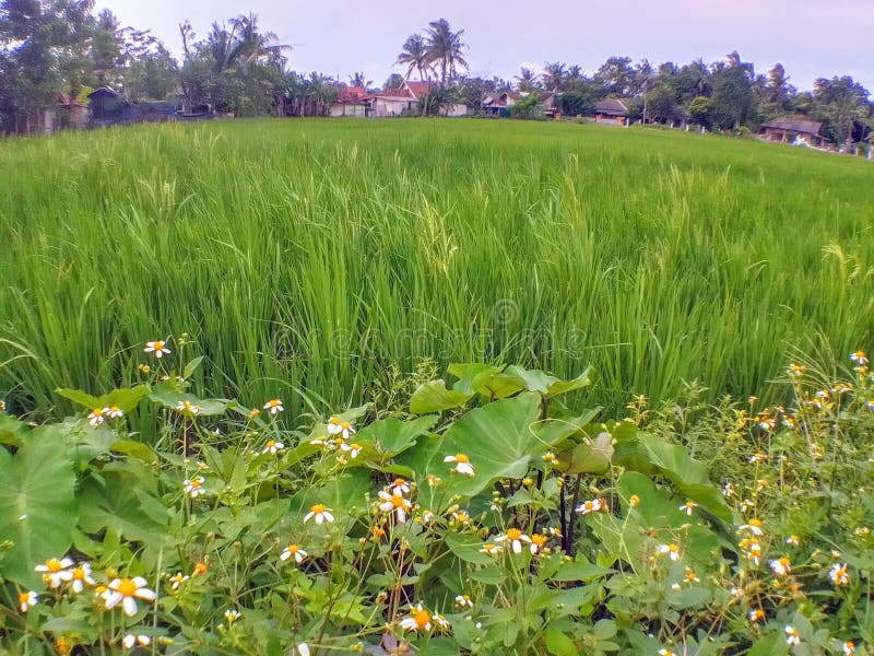 Expanse of Rice Fields Planted with Rice in the Village Stock Image ...