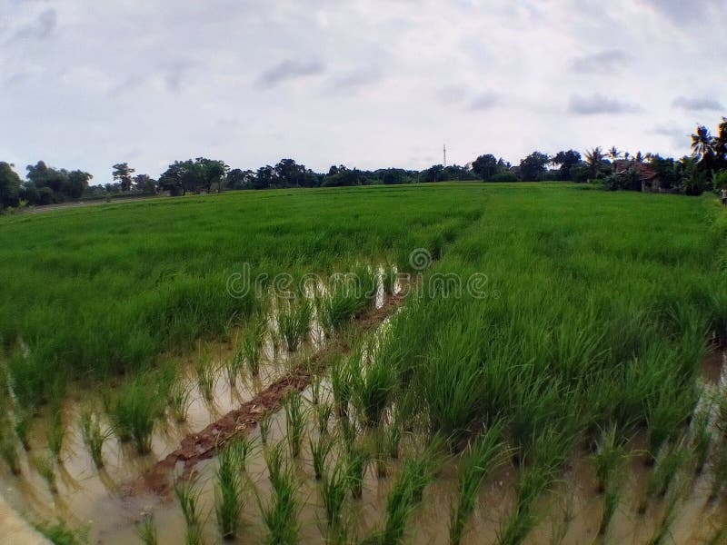 Expanse of Rice Fields Planted with Rice in the Village Stock Image ...