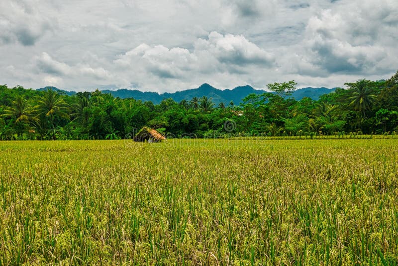 The Expanse of Rice Fields that are Starting To Turn Yellow Waiting for ...