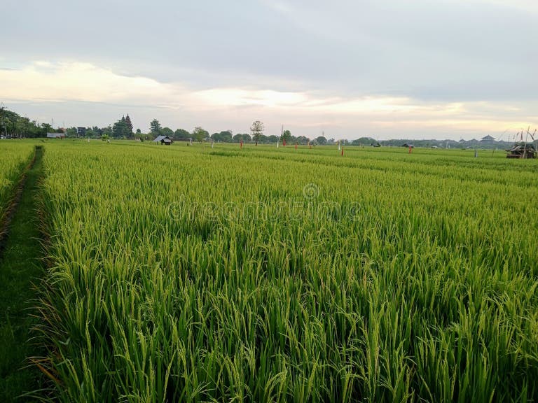 The Expanse of Rice Fields with Rice that is Still Green is Like a ...
