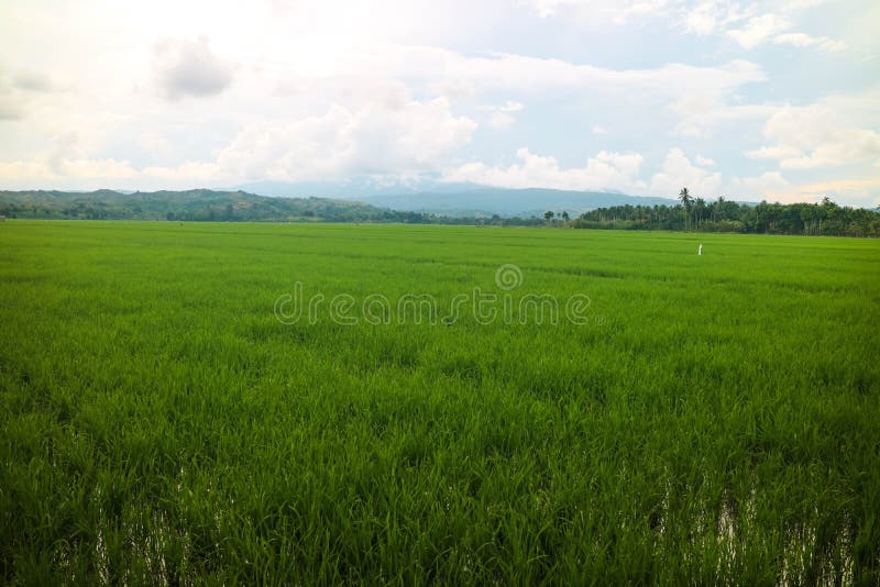 Expanse of Rice Fields Where the Rice is Turning Green in the Highlands ...