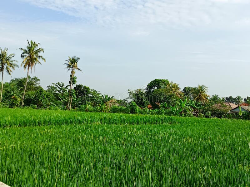 Expanse of Rice Plants Growing Well. Stock Photo - Image of field ...