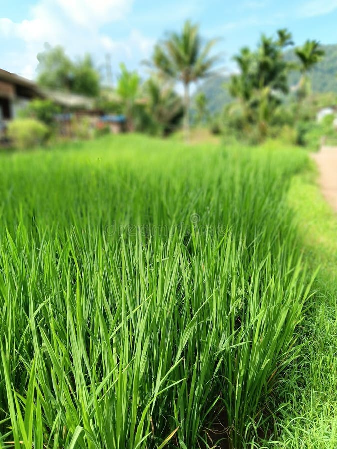 Expanse of Rice Plants that Have Not yet Bear Fruit Stock Image - Image ...