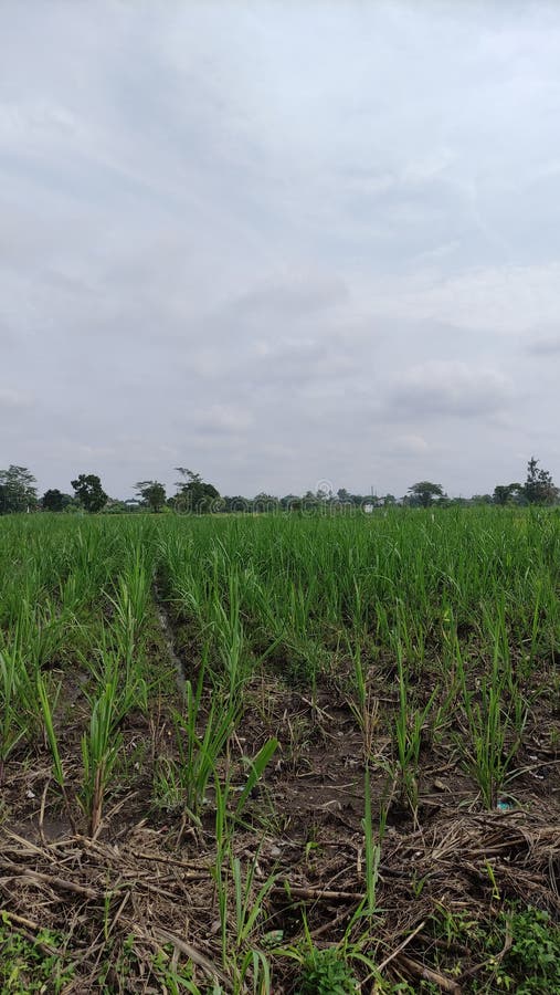 Expanse of Sugarcane Trees in the Rice Fields Stock Photo - Image of ...