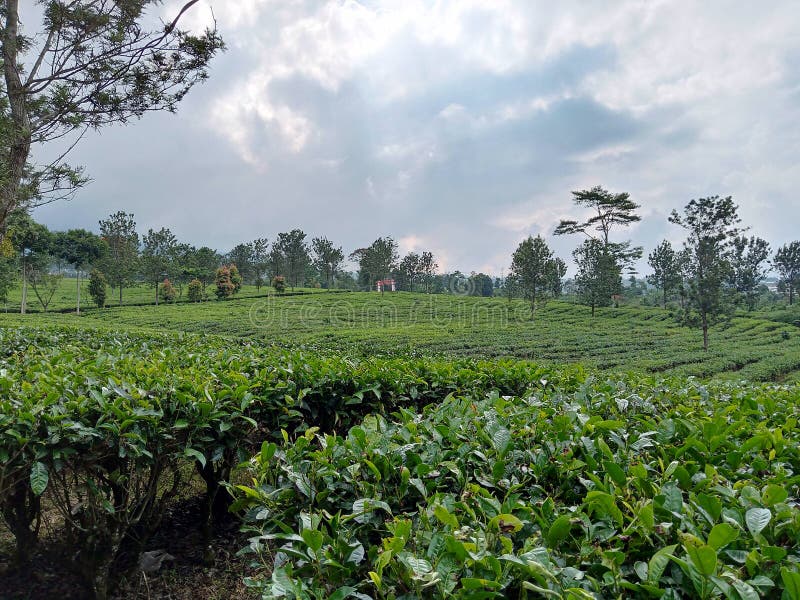 Expanse of Tea Garden Ready To Harvest in the Day Stock Image - Image ...