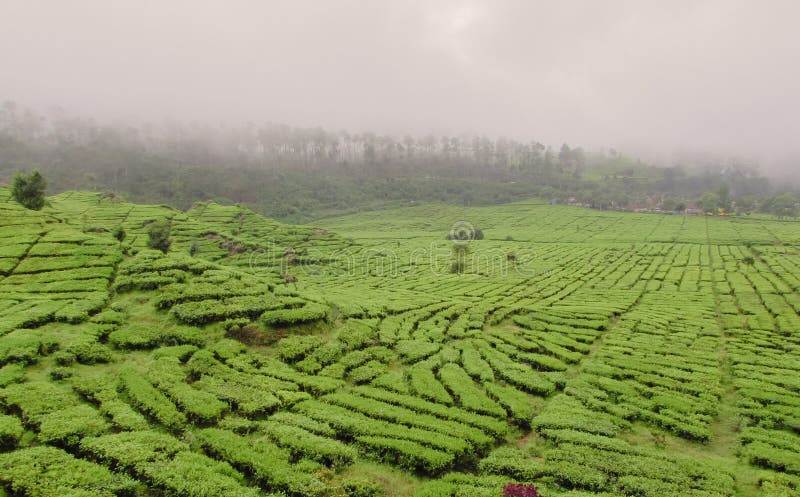 Expanse of Tea Plantations in the Misty Highlands of West Java ...