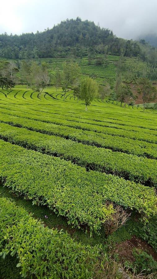 The Expanse of Tea Plants Grows in Unique Lines Stock Image - Image of ...