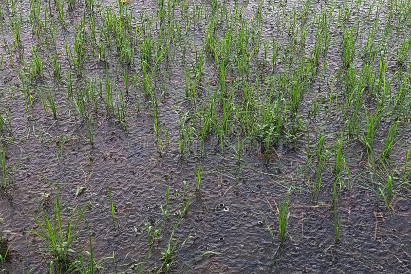 Expanse of Wild Grass in a Rice Field Stock Photo - Image of animal ...