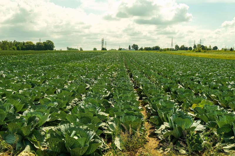 Expansive Cabbage Field Under Summer Sky Stock Photos - Free & Royalty ...