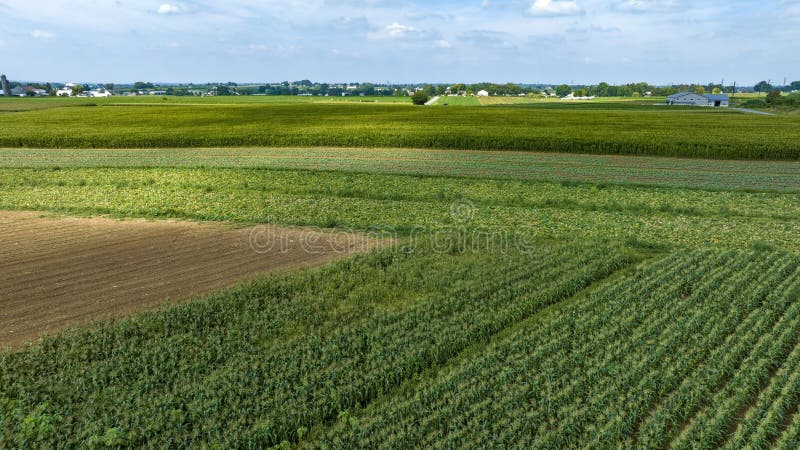 Expansive Farmland with Rows of Crops and Barns Stock Photo - Image of ...