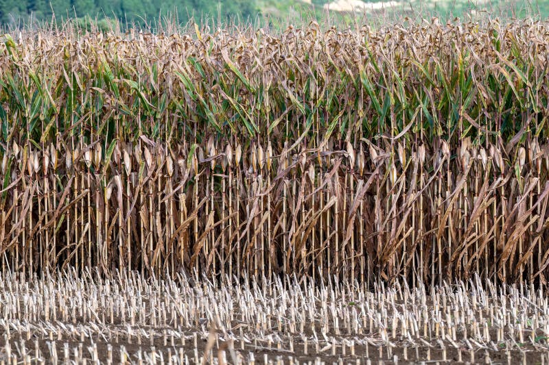 Expansive Field of Tall, Dry Corn Stalks with Some Cut Stalks Stock ...