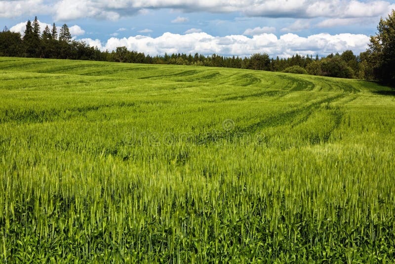Expansive Field of Young Wheat Stock Image - Image of green, crop: 75597205