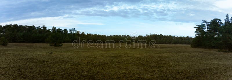 Expansive Grassland Surrounded by Dense Forest Under Vast Cloudy Sky in ...