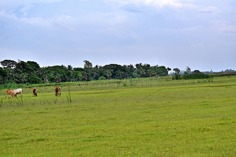 Landscape of Vast Green Field in Nature in Rural Area of West Bengal ...