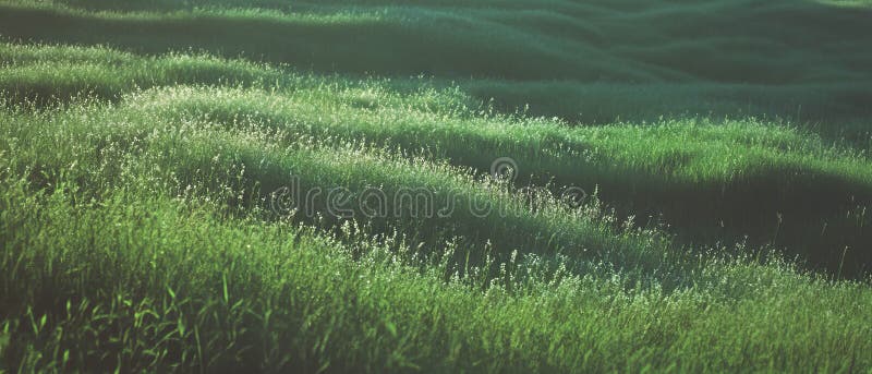 Expansive Green Fields Showcase Nature S Tranquility in Uniform Texture ...