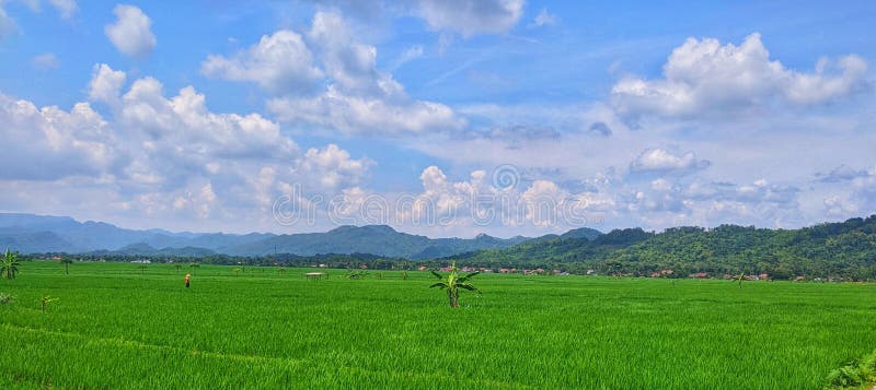 Expansive Green Rice Fields Stock Image - Image of hill, cloud: 271401213