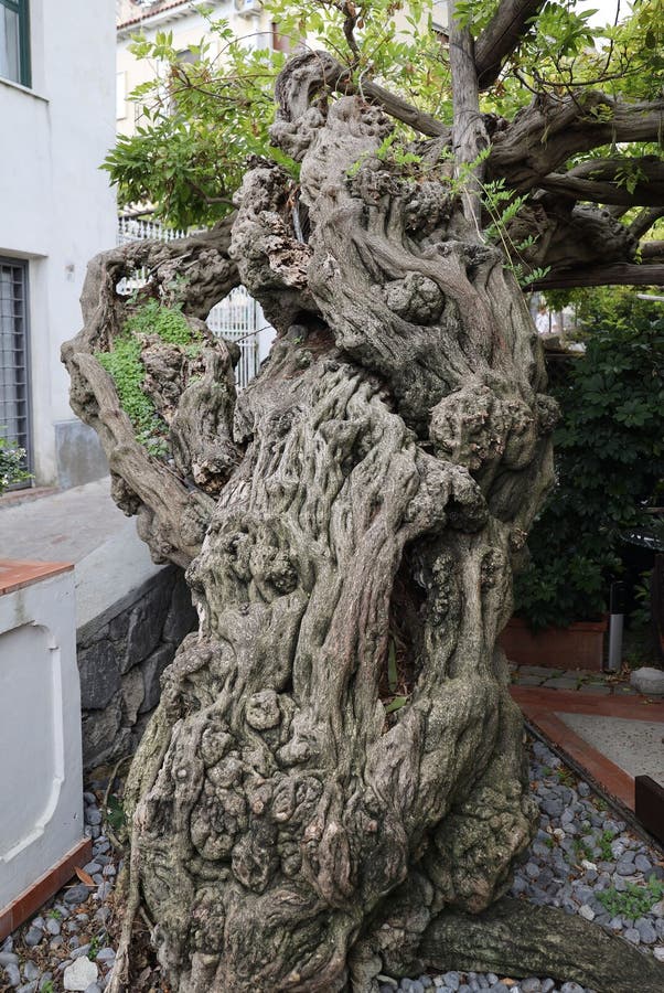 Expansive Old Tree with Large, Lush Branches. Stock Photo - Image of ...