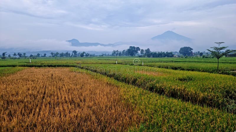 Rice Field in the Slamet Mountains Indonesia Stock Image - Image of ...