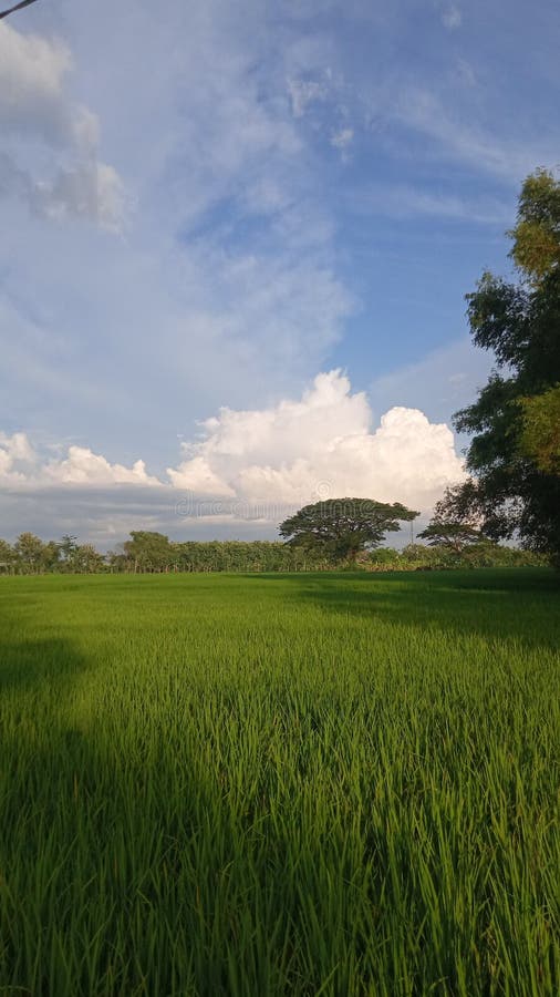 Expansive rice fields stock photo. Image of plain, hill - 266426752