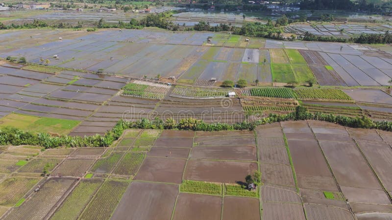 Aerial View of Vast Rice Paddies with Reflections in Bali Stock Footage ...