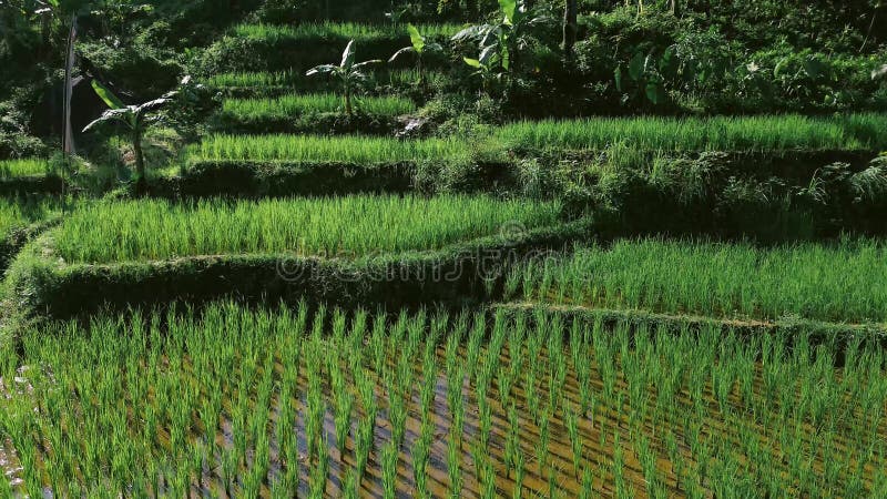 Expansive Terraced Rice Fields, Forming Cascading Steps Stock Footage ...
