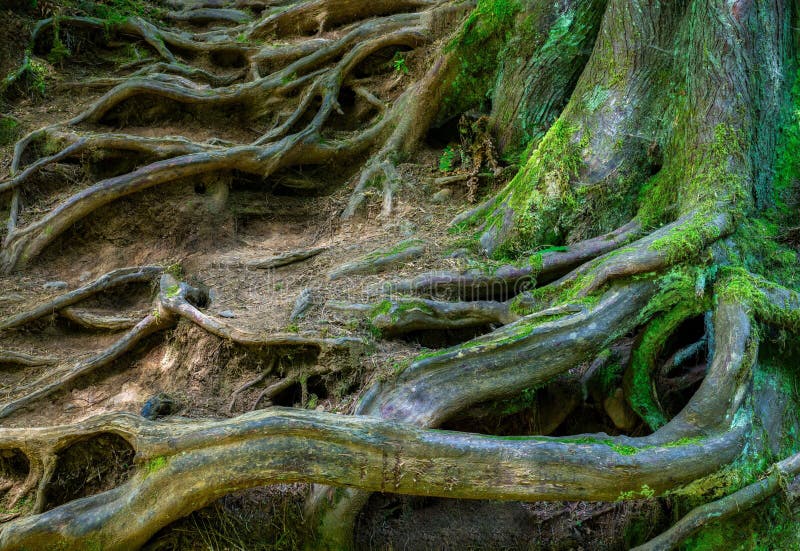 111 Primordial Earth Stock Photos - Free & Royalty-Free Stock Photos ...