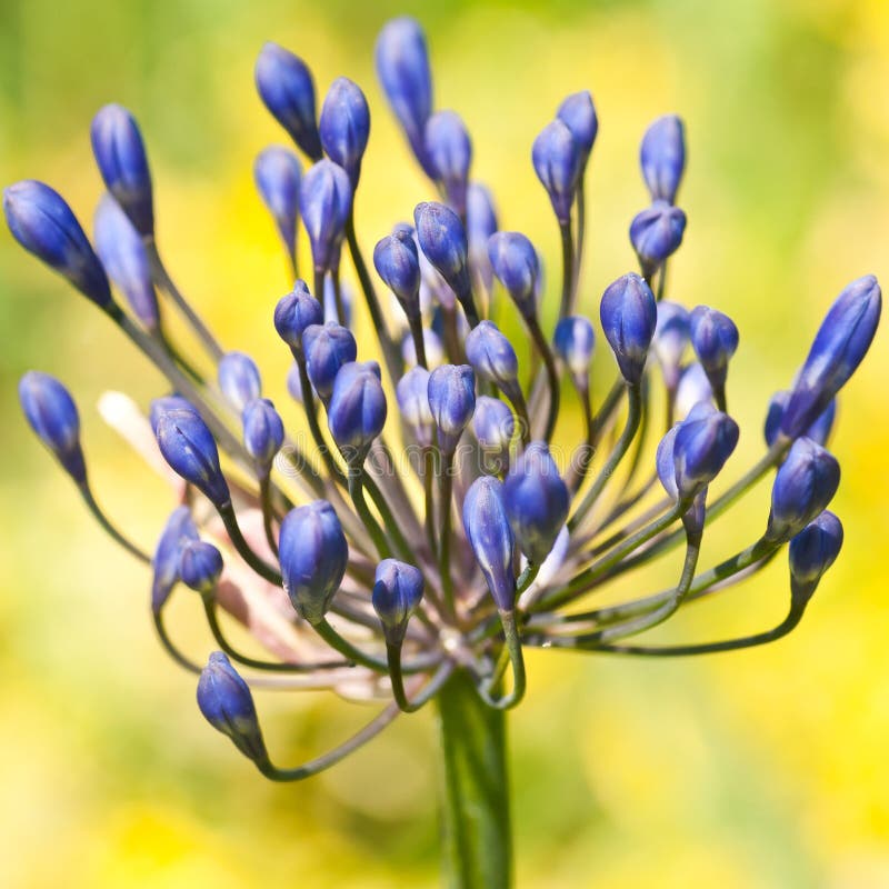 Expectation stock photo. Image of square, petal, bokeh - 28033816