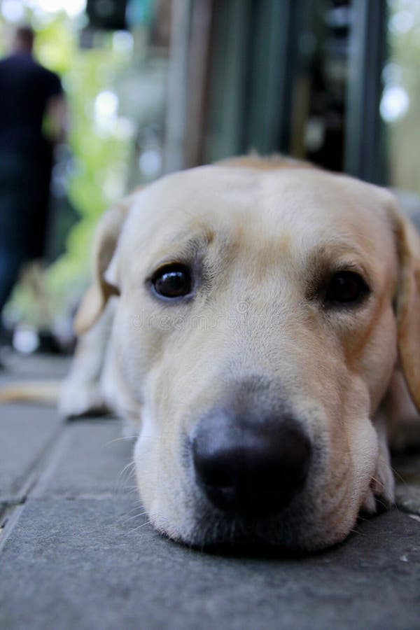 A expectative dog stock image. Image of loveliness, master - 105610401