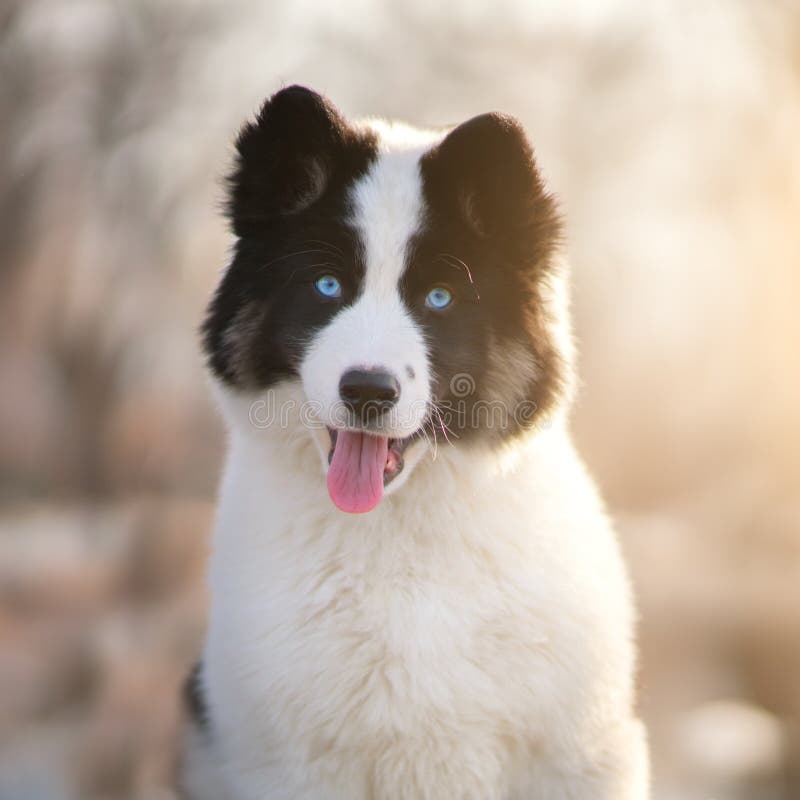 Expediente De Cachorro De Yakutia Laika Foto de archivo - Imagen de ...