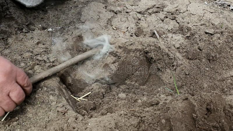 Expelling or Smoking a Mole from a Summer Cottage with a Smoke Bomb ...