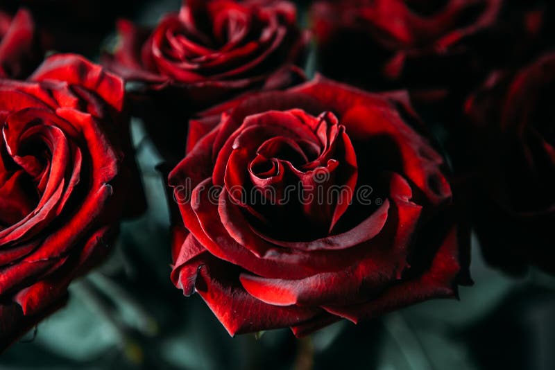 Expensive Bouquet of Large Red Roses. Low Key Photography Stock Photo ...