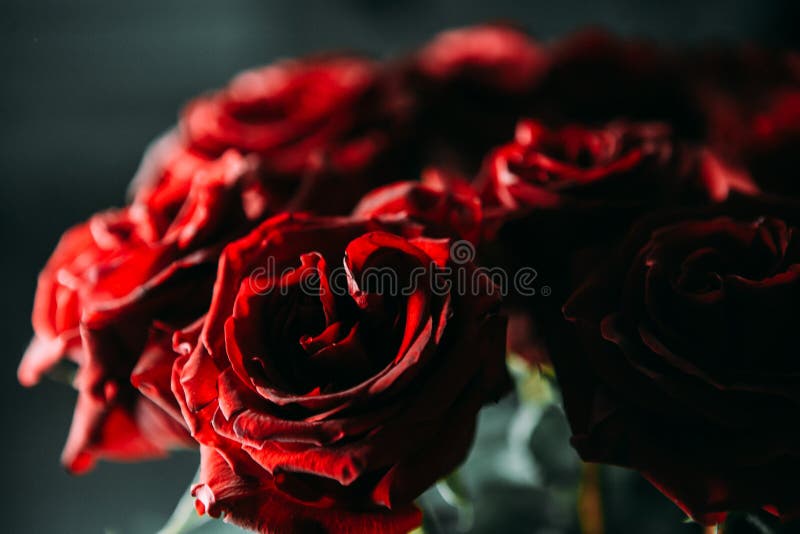 Expensive Bouquet of Large Red Roses. Low Key Photography Stock Image ...