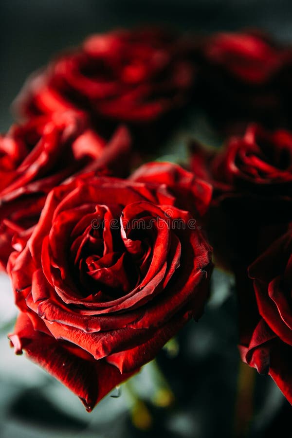 Expensive Bouquet of Large Red Roses. Low Key Photography Stock Photo ...