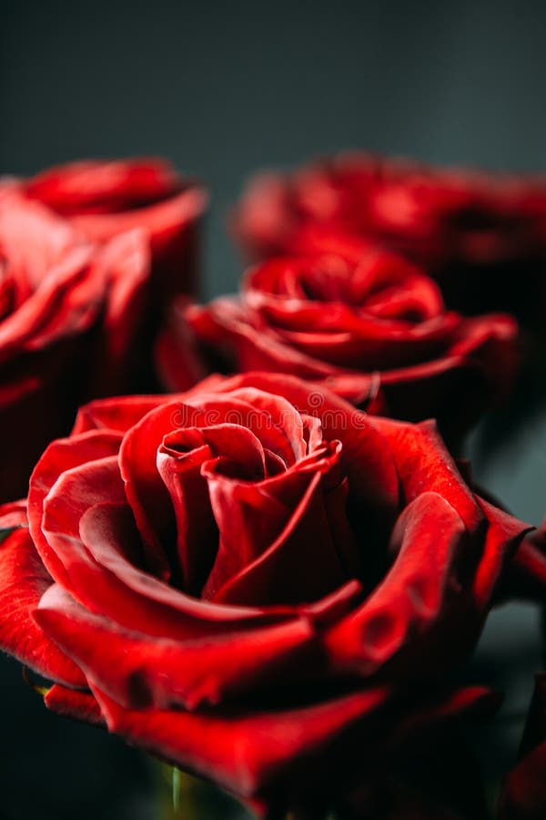 Expensive Bouquet of Large Red Roses. Low Key Photography Stock Photo ...
