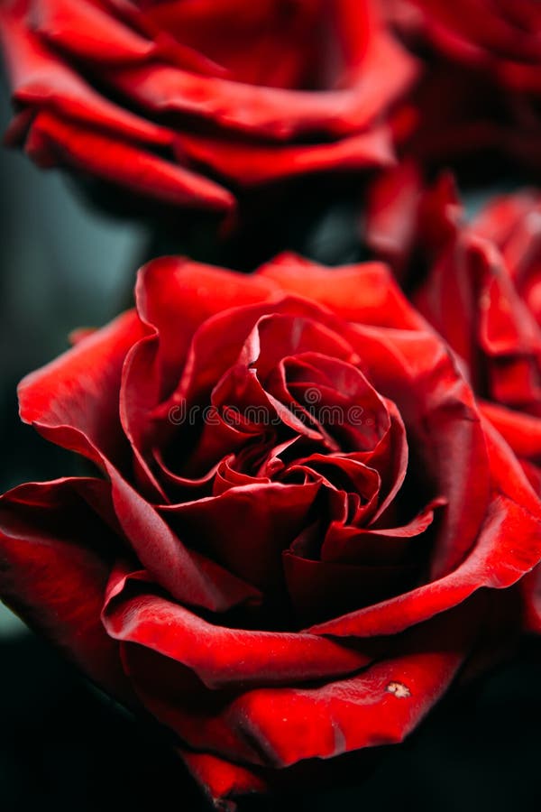 Expensive Bouquet of Large Red Roses. Low Key Photography Stock Photo ...