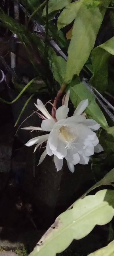 The expensive flowwer stock photo. Image of garden, plant - 266568742