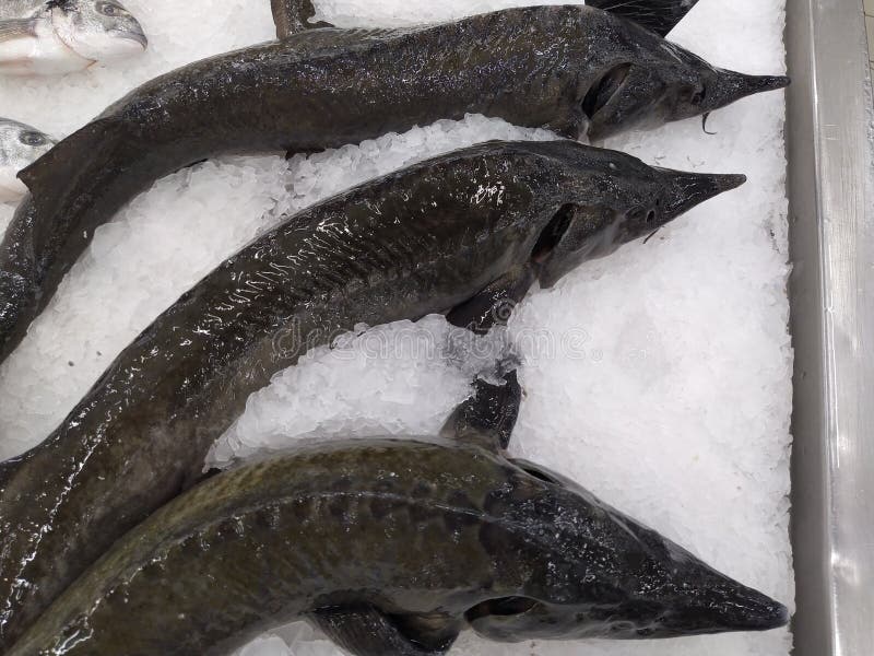 Expensive Sturgeon Fish on the Ice in the Store Stock Image - Image of ...