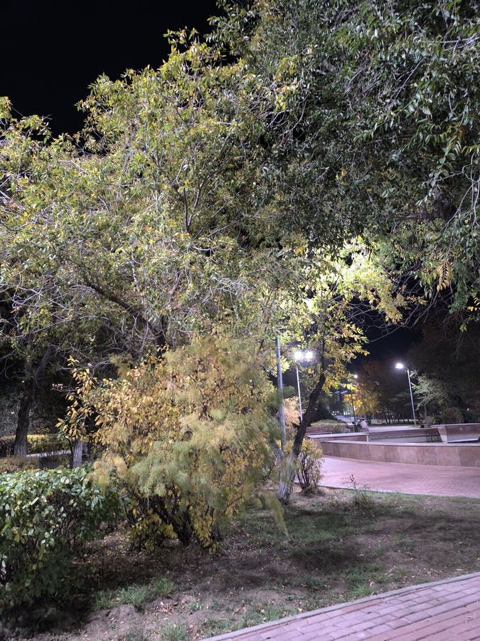 Autumn Evening Stroll Serene Park Path Illuminated by Lamplight, Leaf-Strewn Sidewalk Stock ...