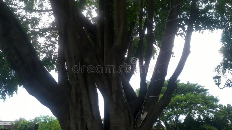 A View of a Large Picus Tree with Multiple Trunks, the Sun Glaring in ...