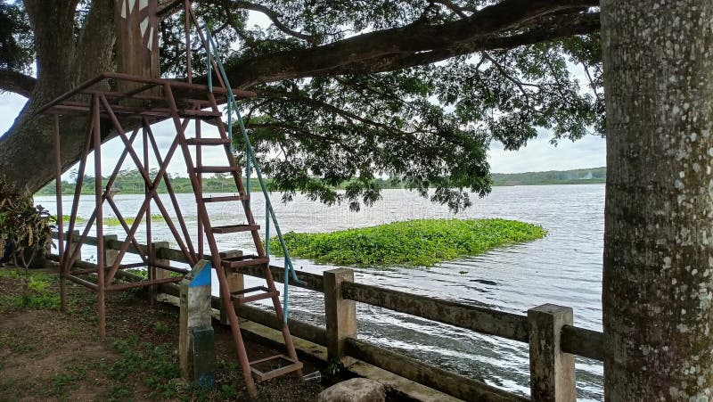 Experience the Serenity of Nature Beneath the Canopy by the Lakeside ...