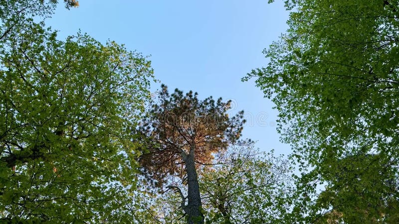 Experience the Stunning View of the Forest from Below, Surrounded by ...