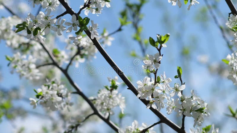 Discover the Beauty of Cherry Blossoms in Full Bloom at a Serene ...