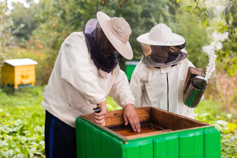 Experienced Beekeeper Teaches His Son Caring for Bees. Concept of ...