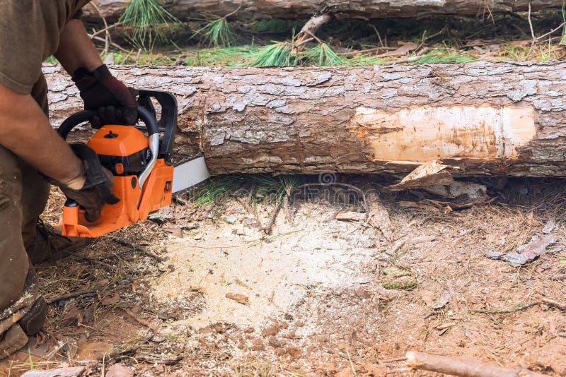 An Experienced Lumberjack Cuts Trees Using a Gasoline Powered Chainsaw ...